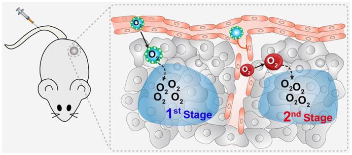 Two-stage oxygen delivery for enhanced radiotherapy by perfluorocarbon ...