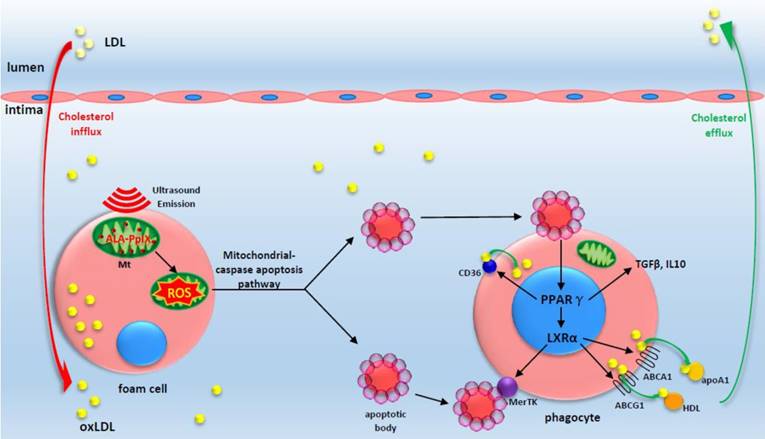 Sonodynamic therapy-induced foam cells apoptosis activates the ...