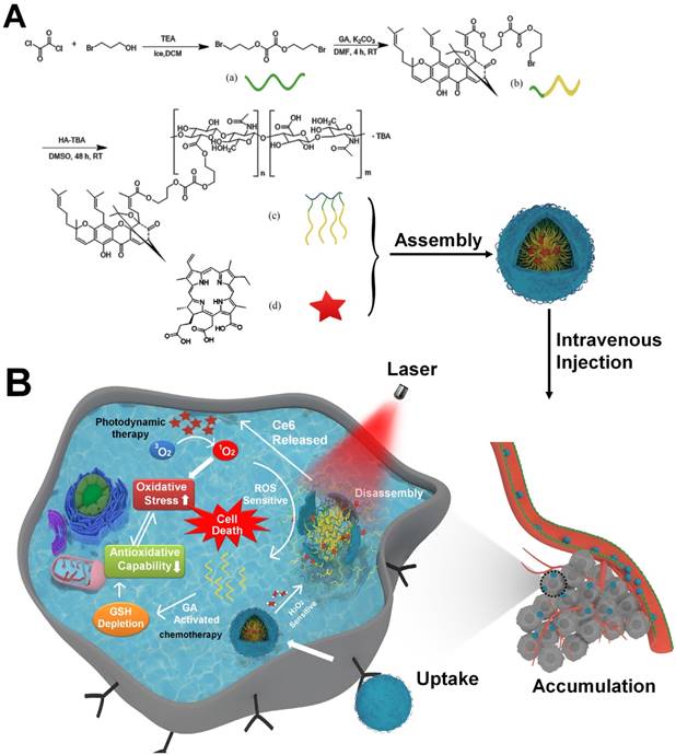 Tumor-specific activated photodynamic therapy with an oxidation ...
