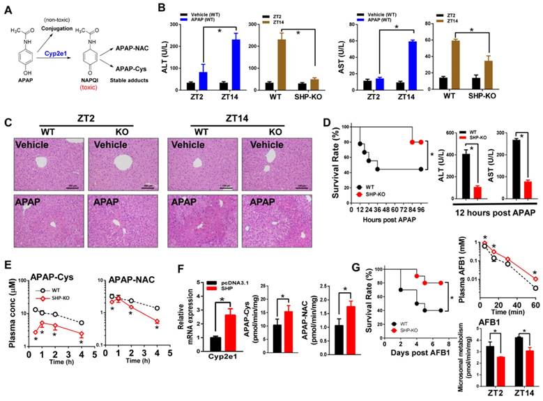 Small Heterodimer Partner Regulates Circadian Cytochromes p450 and Drug ...