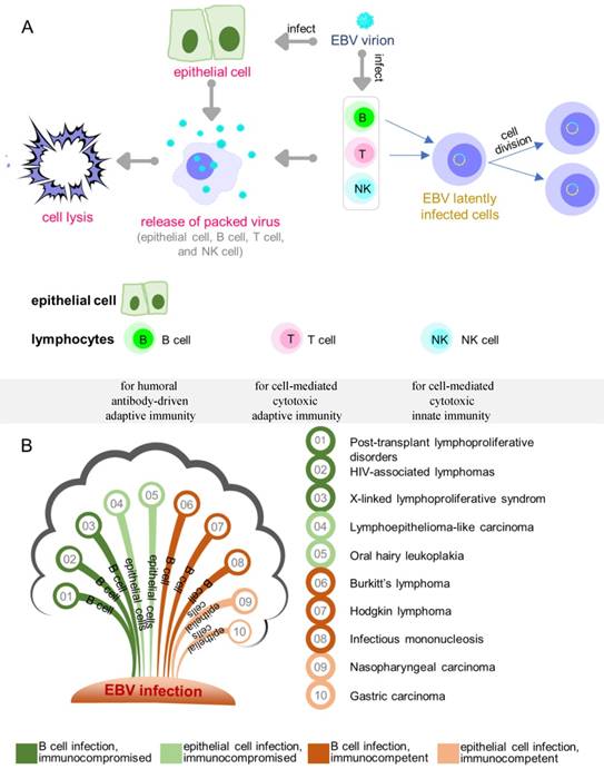 EBNA1-targeted inhibitors: Novel approaches for the treatment of ...