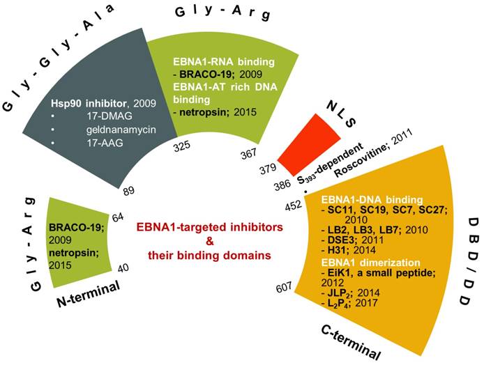 EBNA1-targeted inhibitors: Novel approaches for the treatment of Epstein-Barr virus-associated ...