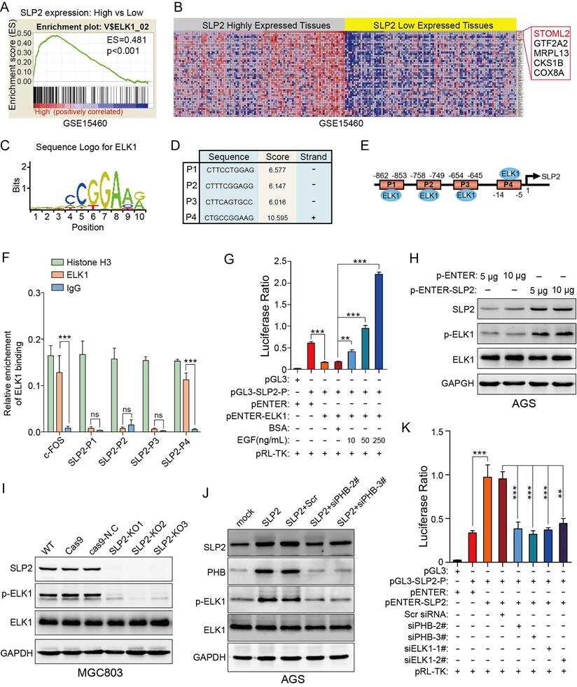 A Positive Feedback Loop of SLP2 Activates MAPK Signaling Pathway to ...