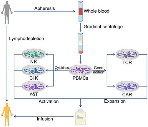 Adoptive Cell Transfer: Is it a Promising Immunotherapy for Colorectal ...