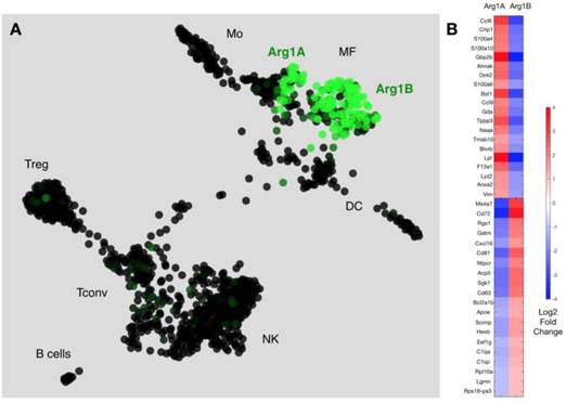 Arg1 expression defines immunosuppressive subsets of tumor-associated ...