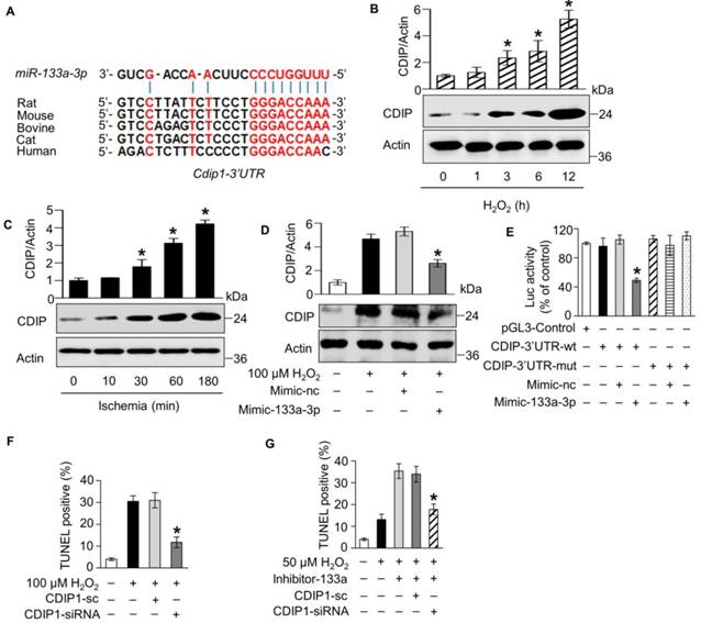 A circular transcript of ncx1 gene mediates ischemic myocardial injury ...
