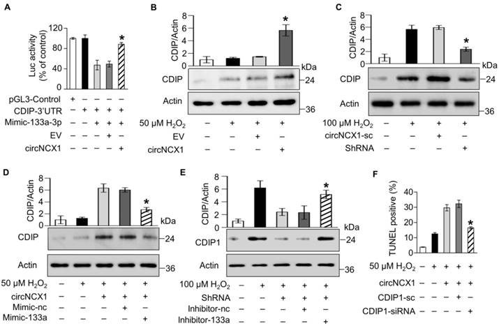 A circular transcript of ncx1 gene mediates ischemic myocardial injury ...