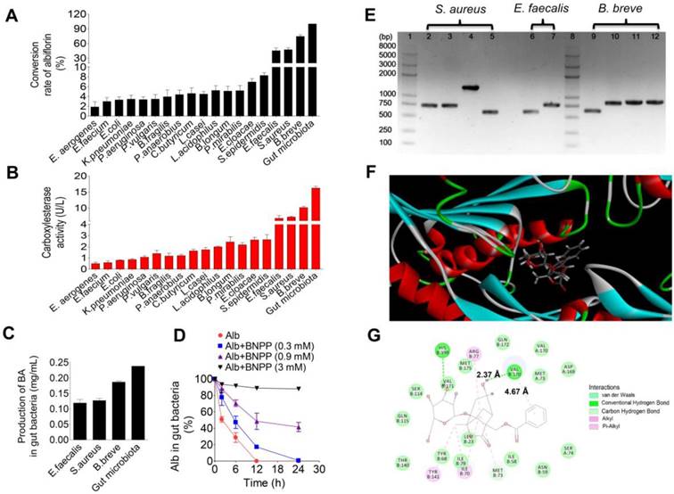 Gut-brain axis metabolic pathway regulates antidepressant efficacy of ...