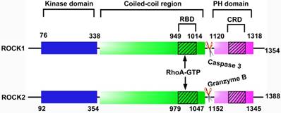 Rho-Associated Coiled-Coil Kinase (ROCK) in Molecular Regulation of ...