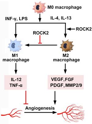 Rho-Associated Coiled-Coil Kinase (ROCK) in Molecular Regulation of ...