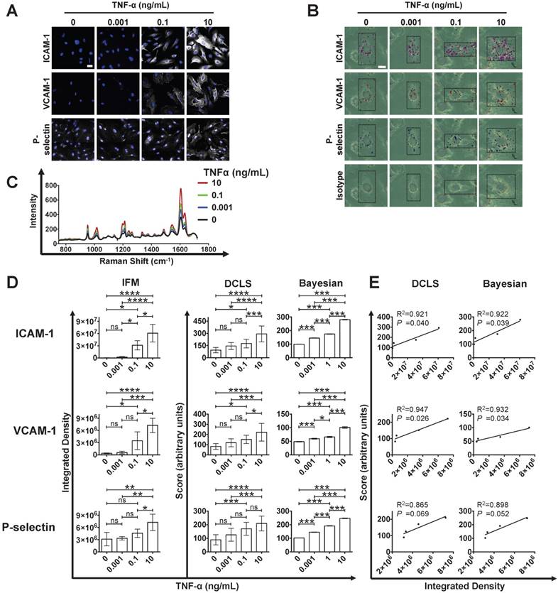 In vivo multiplex molecular imaging of vascular inflammation using ...