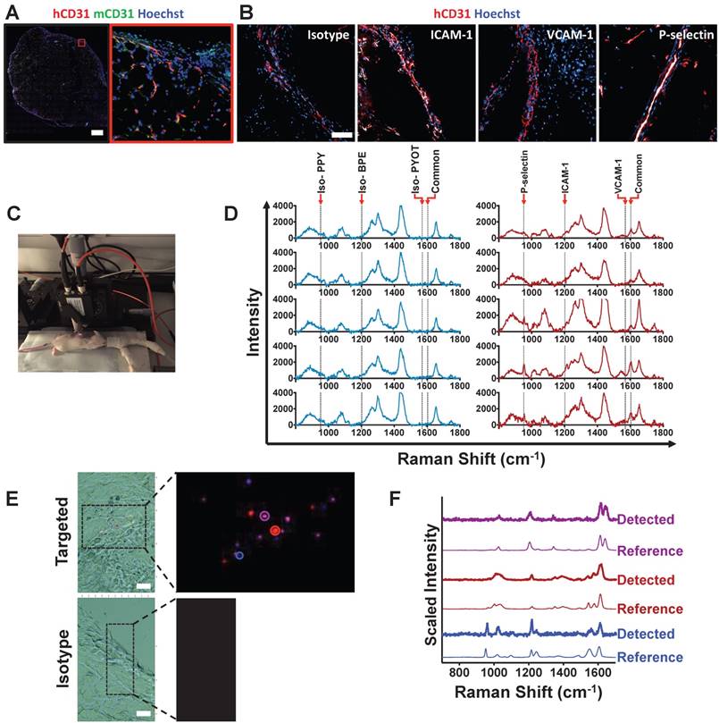 In vivo multiplex molecular imaging of vascular inflammation using ...