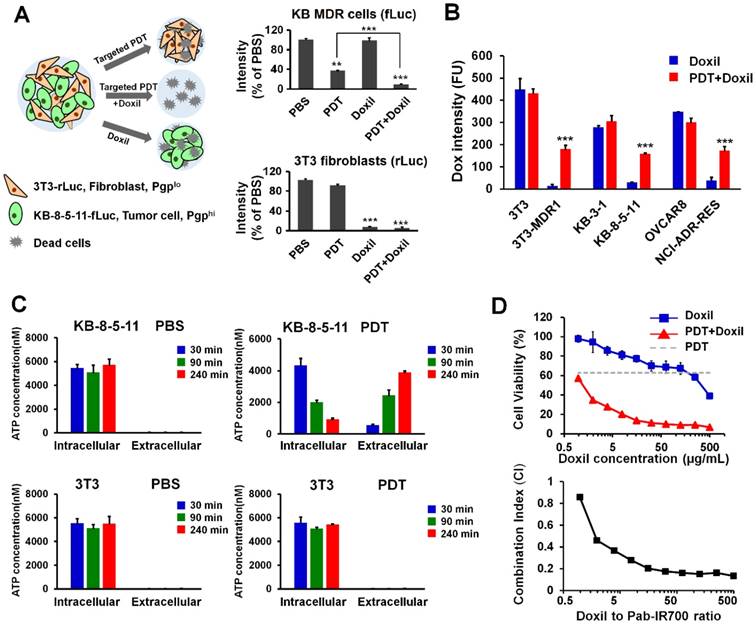 P-glycoprotein-targeted photodynamic therapy boosts cancer nanomedicine ...