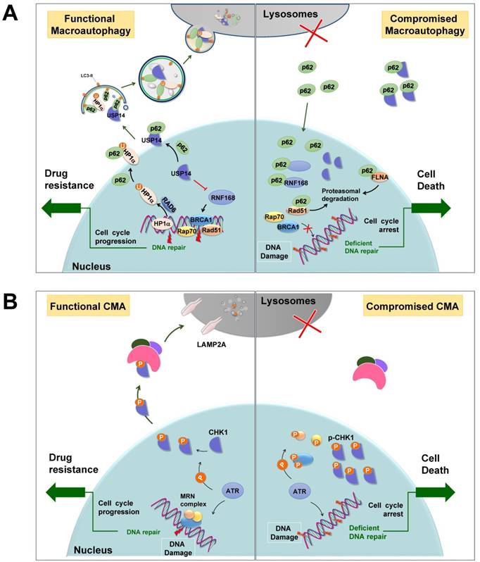 Selective Autophagy Regulates Cell Cycle in Cancer Therapy