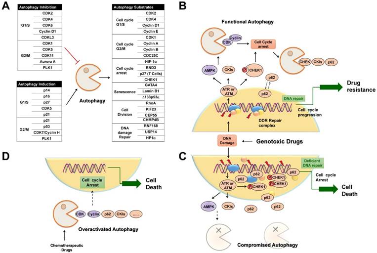 Selective Autophagy Regulates Cell Cycle in Cancer Therapy