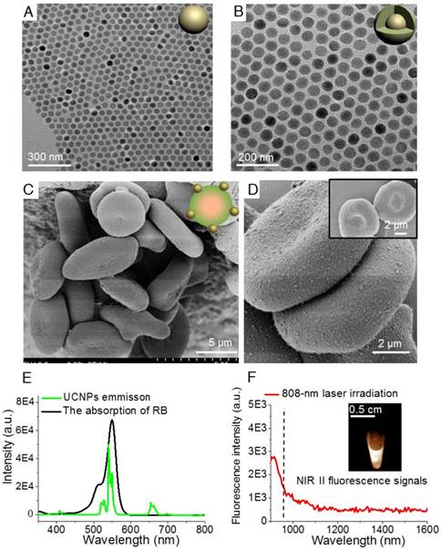Fabrication of Red Blood Cell-Based Multimodal Theranostic Probes for ...