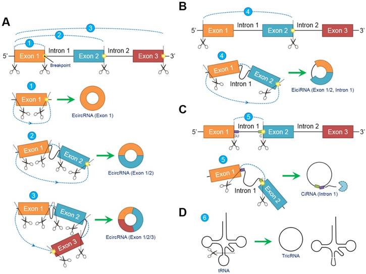 Circular RNAs in immune responses and immune diseases