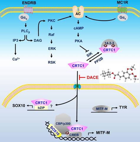 Nuclear Entry of CRTC1 as Druggable Target of Acquired Pigmentary Disorder