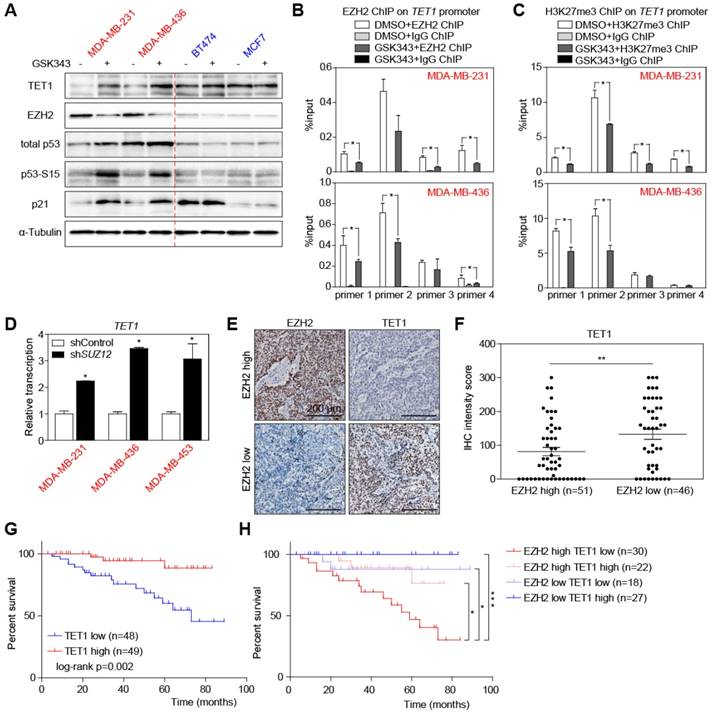 Epigenetic Co-Deregulation of EZH2/TET1 is a Senescence-Countering ...