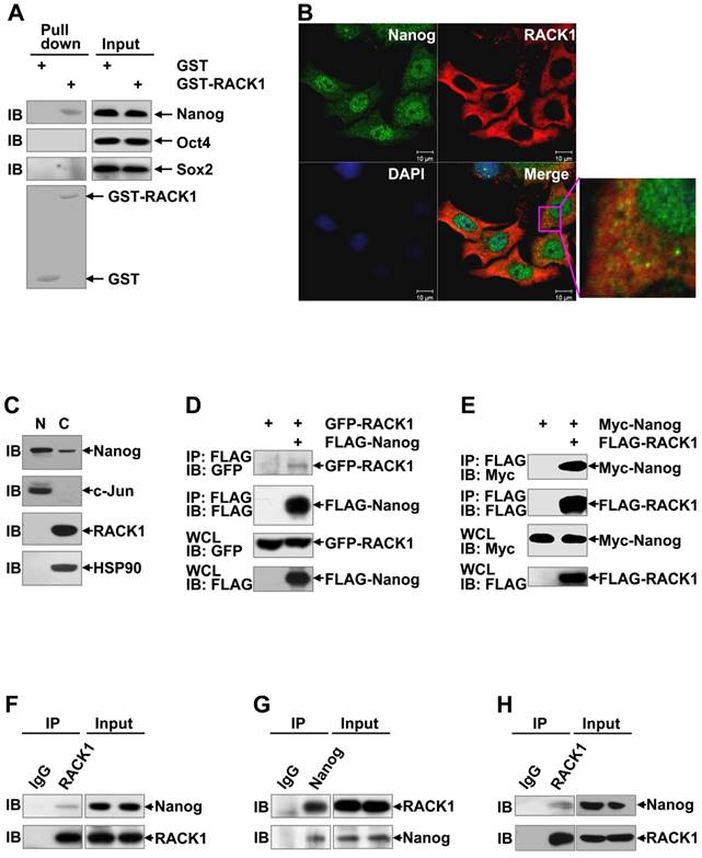 RACK1 Promotes Self-Renewal and Chemoresistance of Cancer Stem Cells in ...