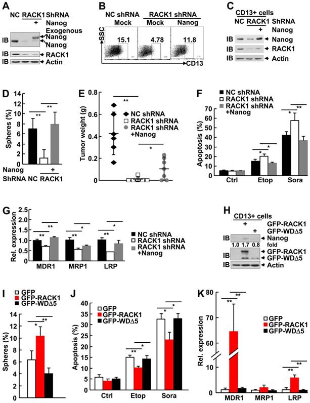RACK1 Promotes Self-Renewal and Chemoresistance of Cancer Stem Cells in ...