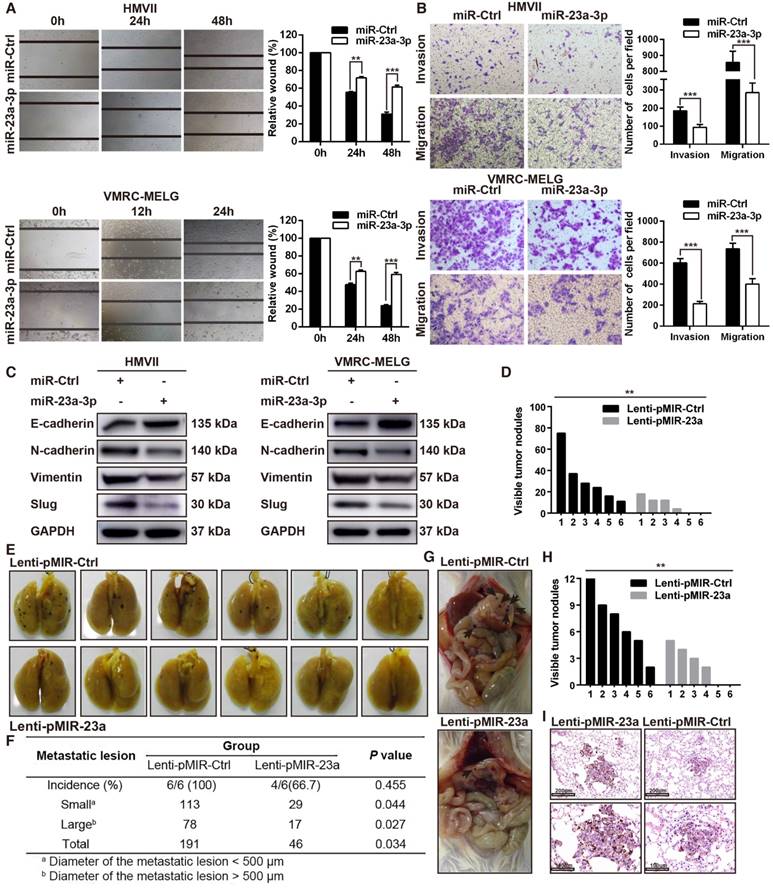 MicroRNA-23a-3p Inhibits Mucosal Melanoma Growth and Progression ...