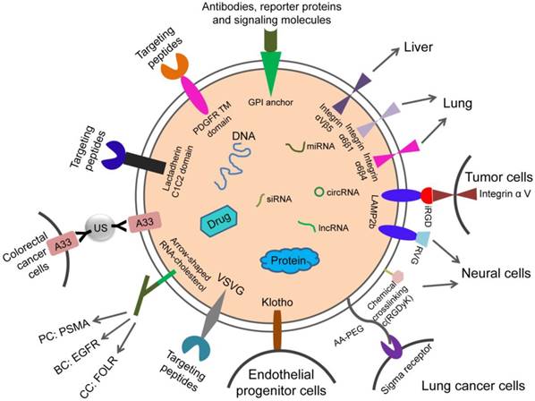 Design strategies and application progress of therapeutic exosomes