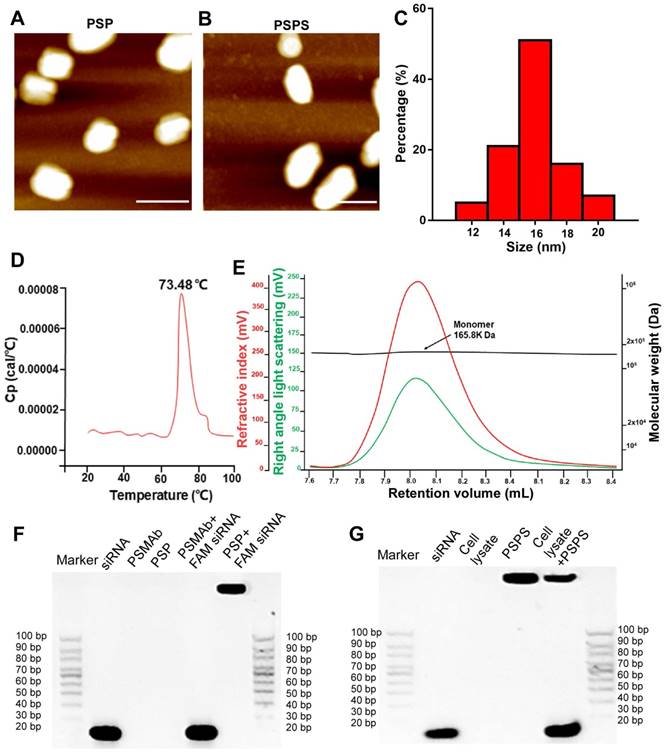 Therapeutic effects of human monoclonal PSMA antibody-mediated TRIM24 ...