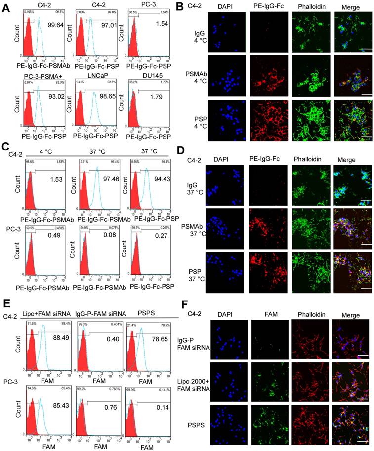 Therapeutic effects of human monoclonal PSMA antibody-mediated TRIM24 ...