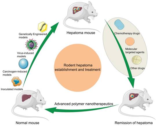 Evaluation of Polymer Nanoformulations in Hepatoma Therapy by ...