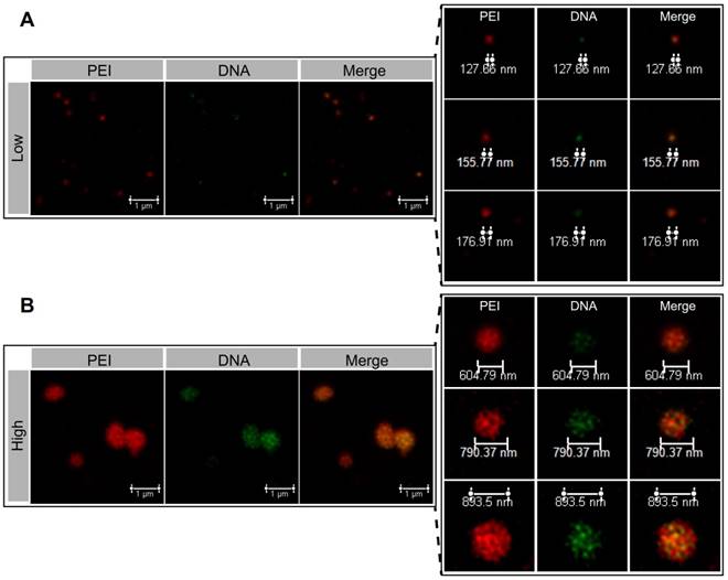 Nano-Structural Effects on Gene Transfection: Large, Botryoid-Shaped ...
