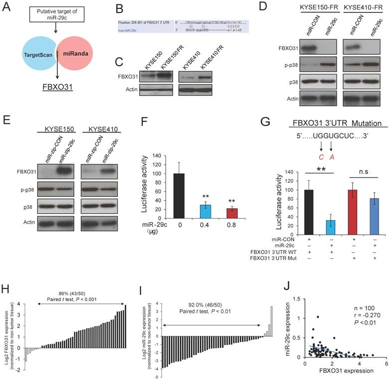 Identification of miR-29c and its Target FBXO31 as a Key Regulatory ...