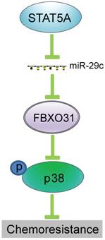 Identification of miR-29c and its Target FBXO31 as a Key Regulatory ...