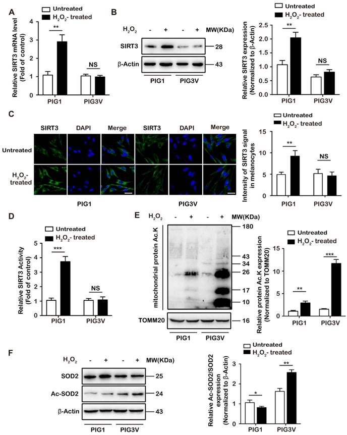 SIRT3-Dependent Mitochondrial Dynamics Remodeling Contributes to ...