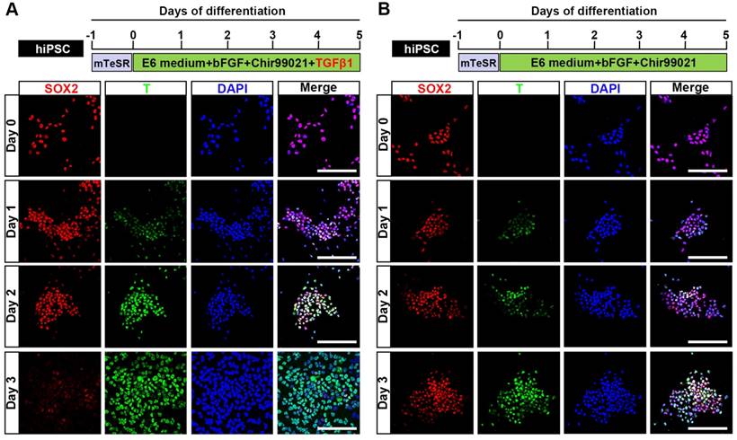 Characterization and Therapeutic Application of Mesenchymal Stem Cells ...