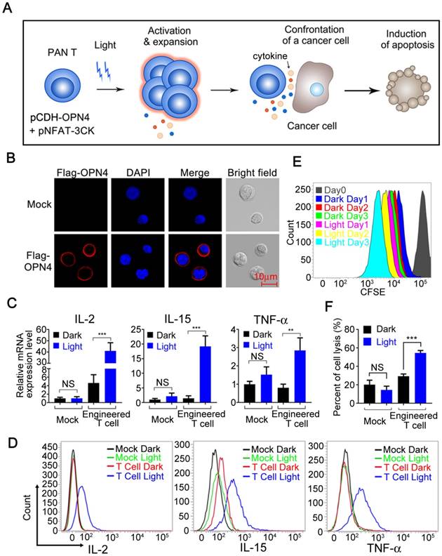 An Optogenetic Controllable T Cell System for Hepatocellular Carcinoma Immunotherapy