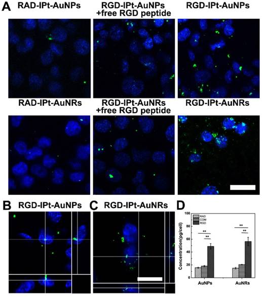 Tumor Chemo-Radiotherapy with Rod-Shaped and Spherical Gold Nano Probes ...