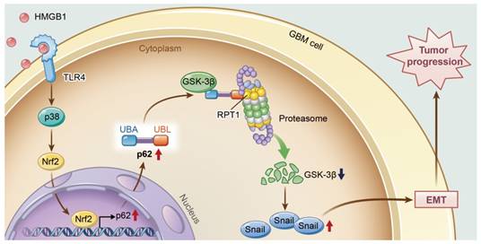 HMGB1-Induced p62 Overexpression Promotes Snail-Mediated Epithelial ...