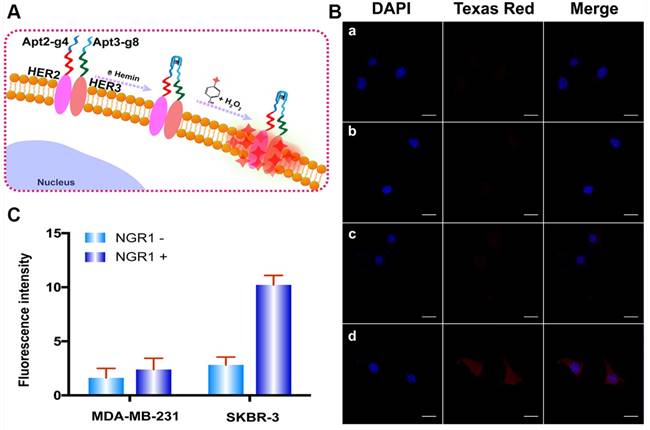 DNAzyme Catalyzed Tyramide Depositing Reaction for In Situ Imaging of ...