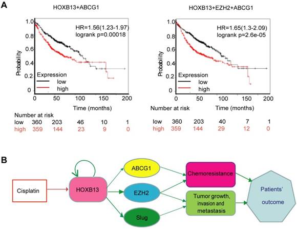 HOXB13 networking with ABCG1/EZH2/Slug mediates metastasis and confers ...