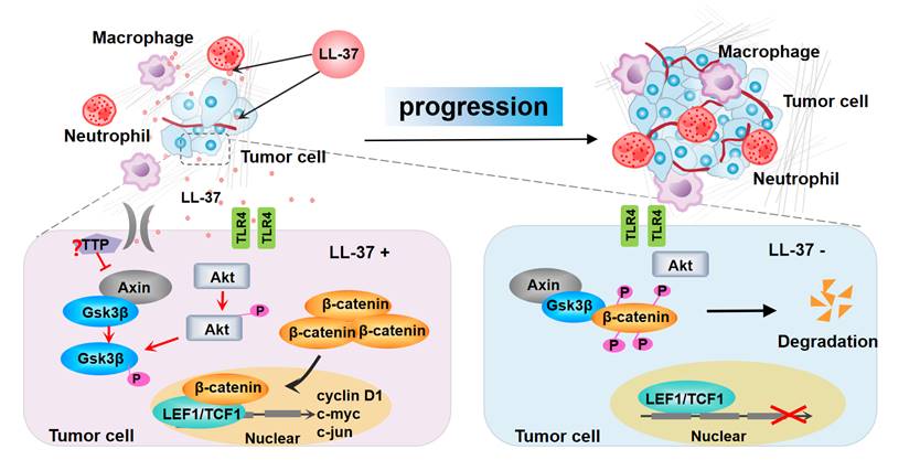 Myeloid cell-derived LL-37 promotes lung cancer growth by activating ...