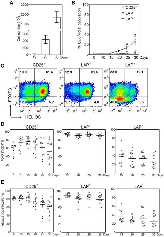 Human LAP+GARP+FOXP3+ regulatory T cells attenuate xenogeneic graft ...
