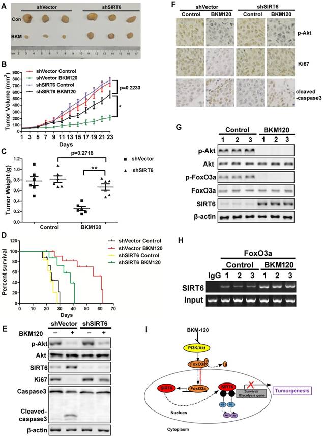 SIRT6, a novel direct transcriptional target of FoxO3a, mediates colon ...
