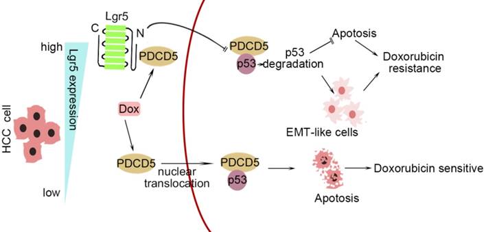 Lgr5-mediated p53 Repression through PDCD5 leads to doxorubicin ...