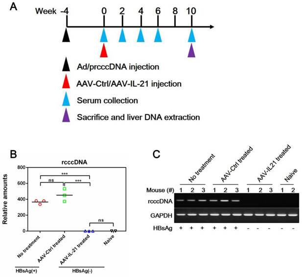 IL-21-based therapies induce clearance of hepatitis B virus persistence ...