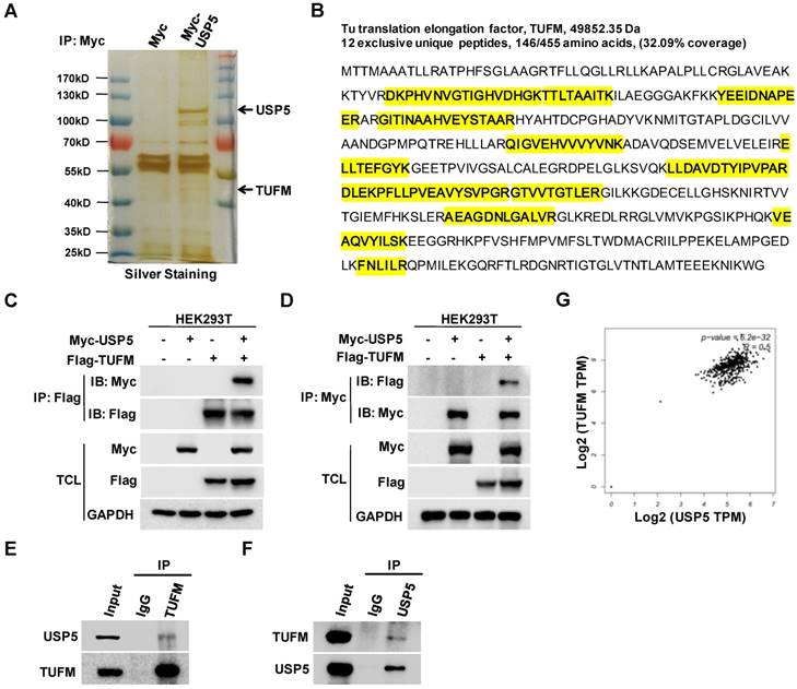 Ubiquitin specific peptidase 5 regulates colorectal cancer cell growth ...