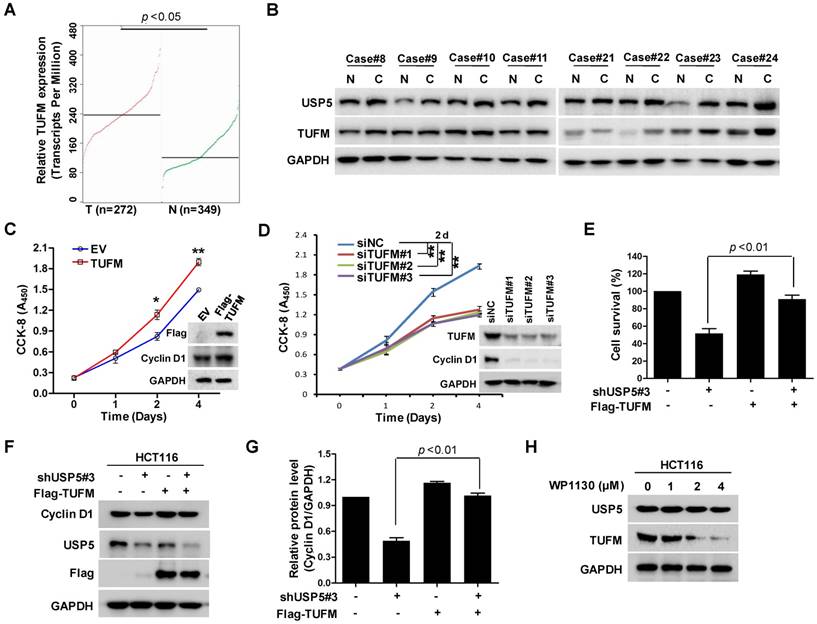 Ubiquitin specific peptidase 5 regulates colorectal cancer cell growth ...