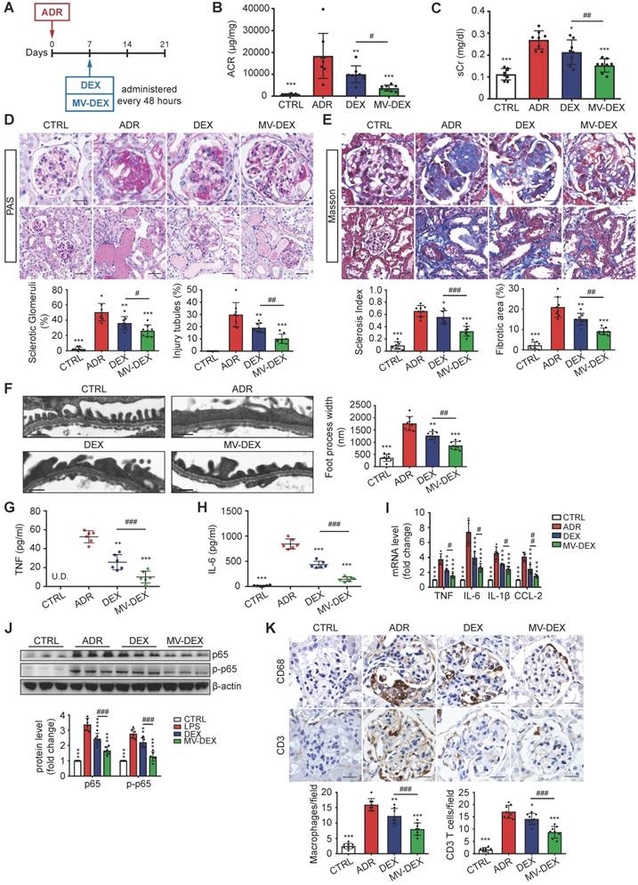 Employing Macrophage-Derived Microvesicle for Kidney-Targeted Delivery ...