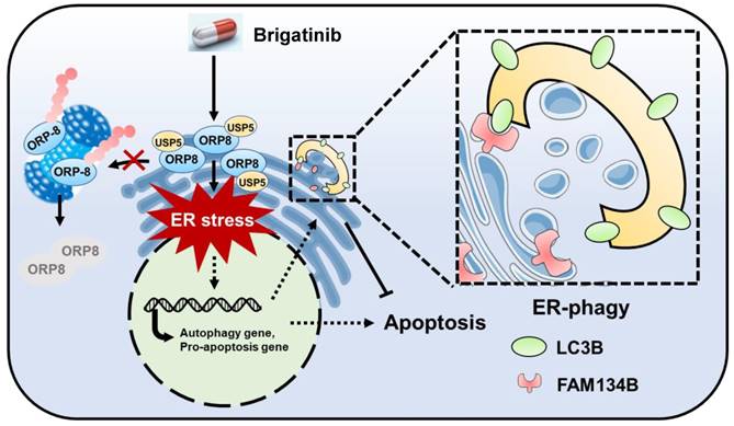 Repurposing Brigatinib for the Treatment of Colorectal Cancer Based on ...