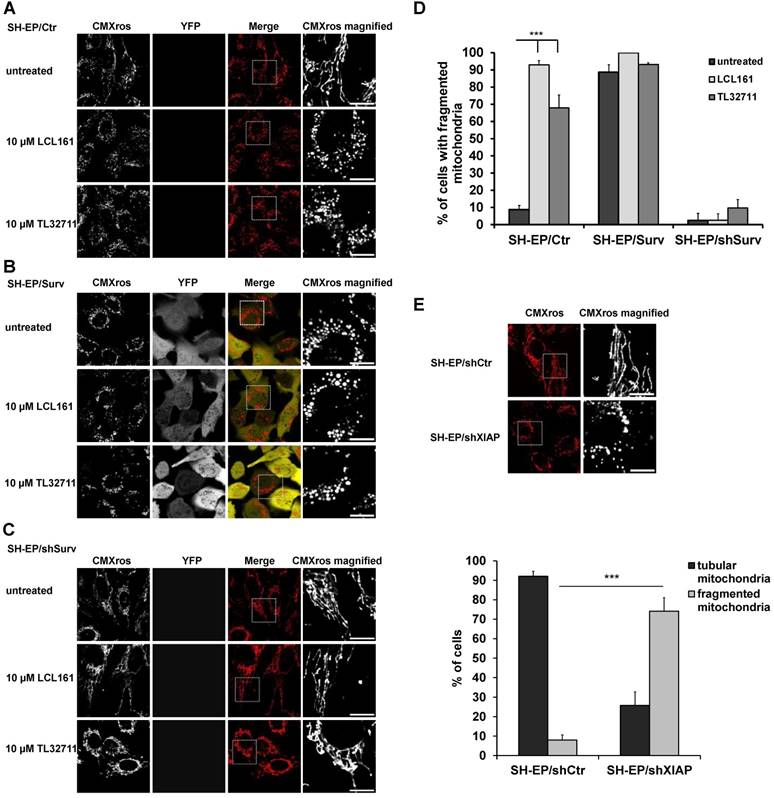Modulation of Respiration and Mitochondrial Dynamics by SMAC-Mimetics ...